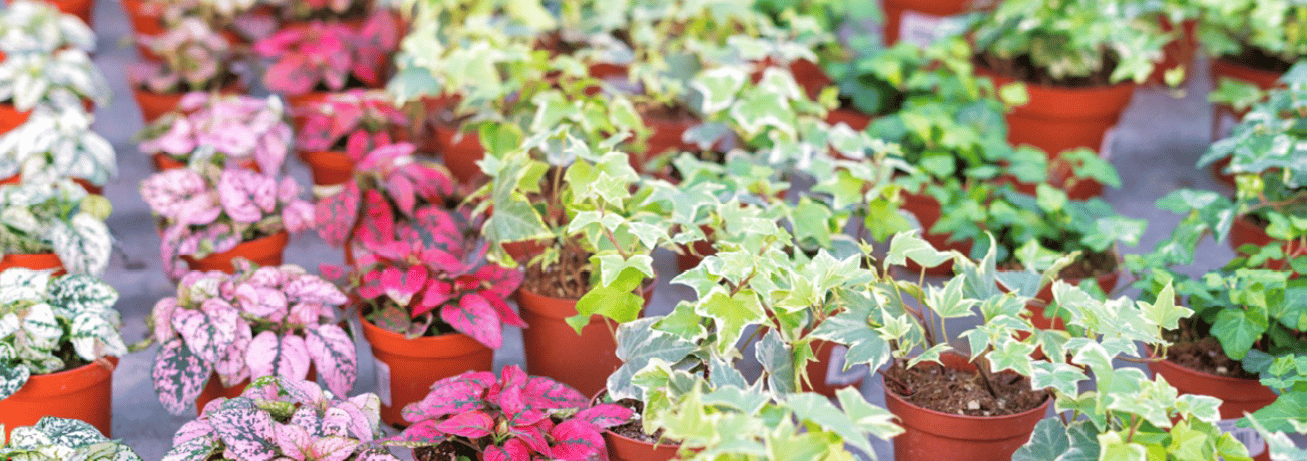 Plant Nursery Positioned for Success with Microsoft D365 BC