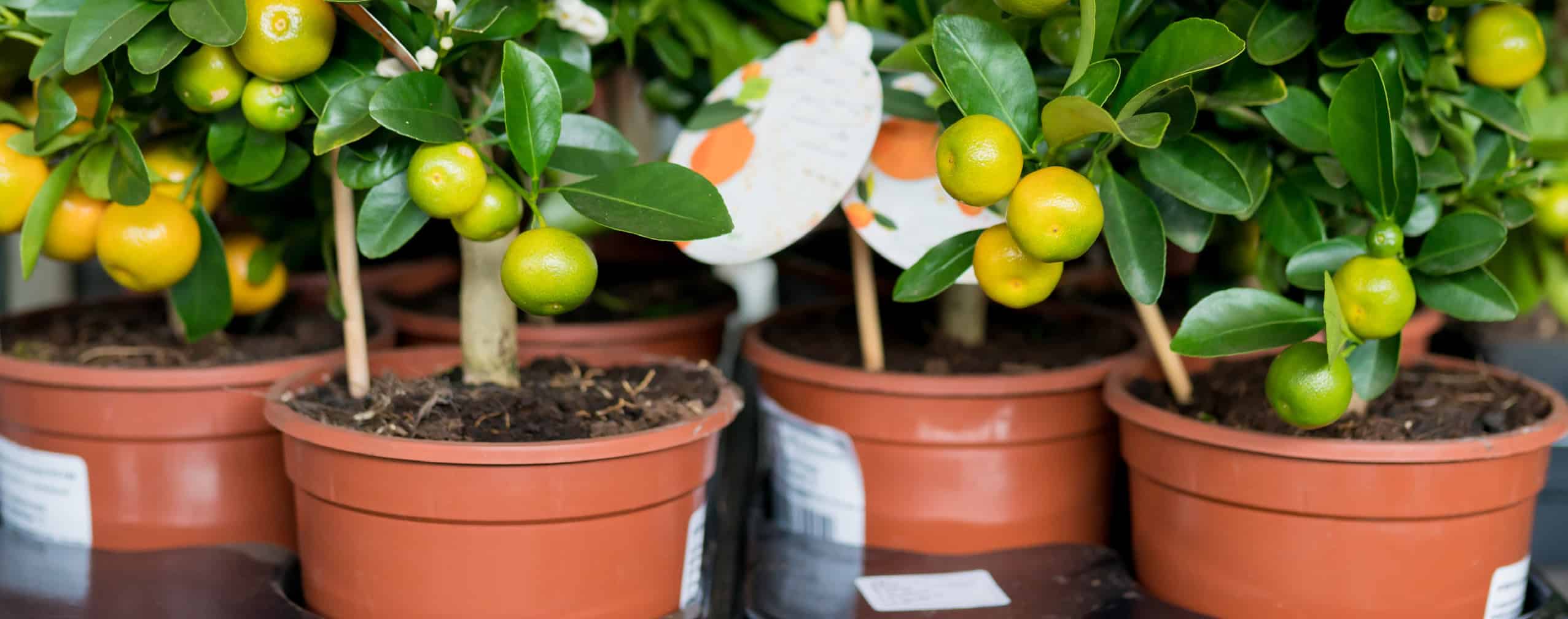 How Freedom Tree Farms Achieved Success with Velosio